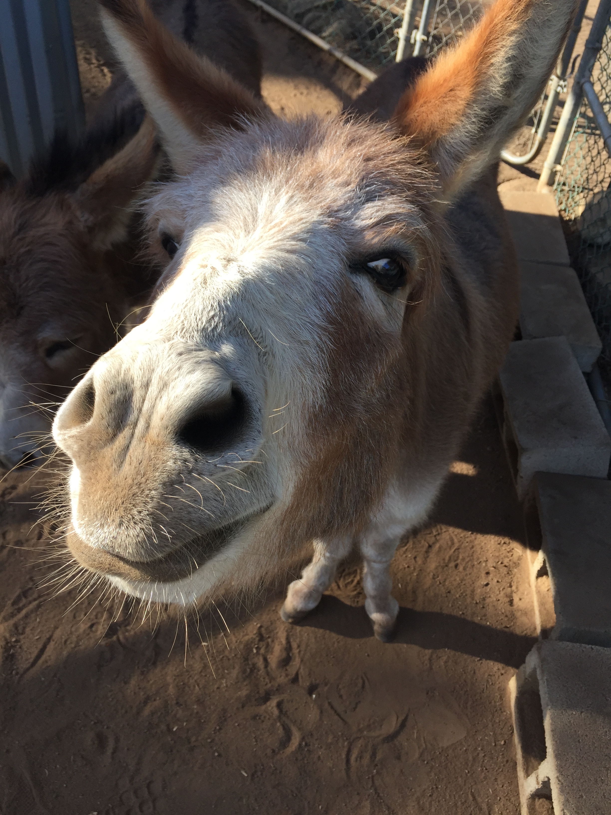 Mary to the Donkey – aimeejoseph